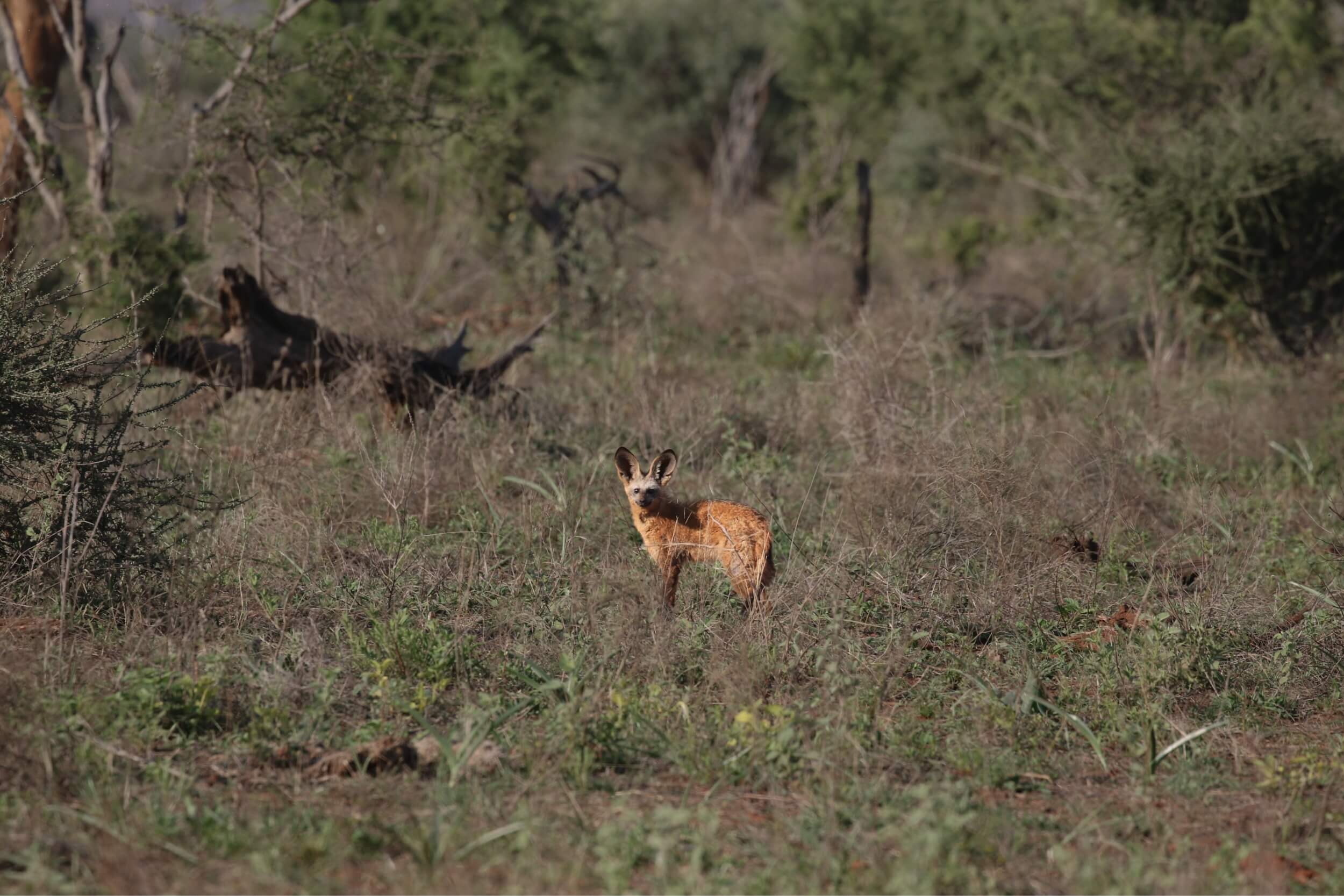 Madikwe Hills Bush Bulletin | A Unique Safari Experience